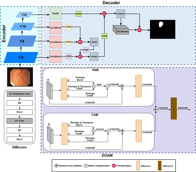 [Paper Explain] DAMFormer: Enhancing Polyp Segmentation through Dual Attention Mechanism