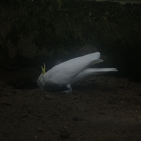 Nguyen Huy Cuong - Viblo