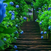 Dat Truong Thanh - Viblo