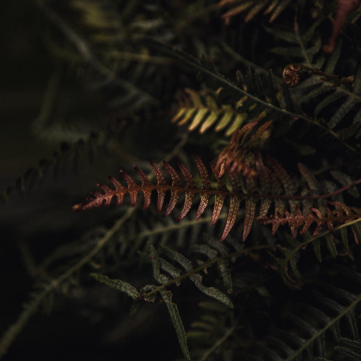 Chí Khánh Võ - Viblo