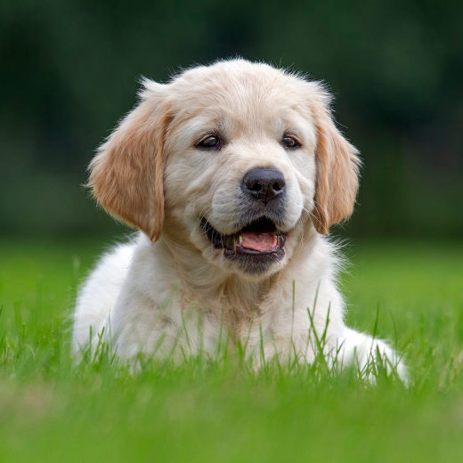 Đạt Nguyễn - Viblo