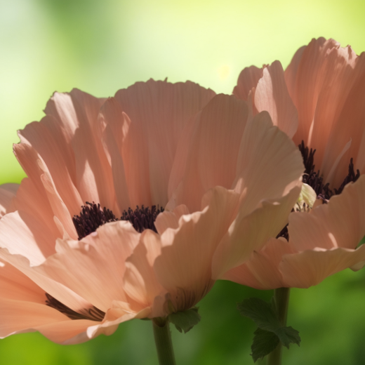 Long Nguyễn Thành - Viblo