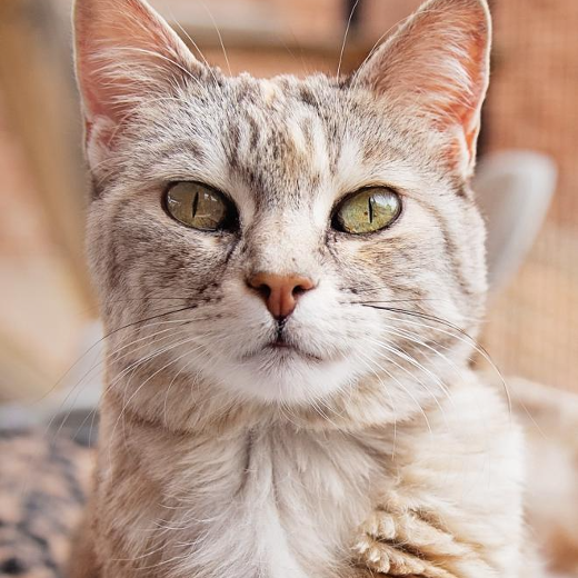 Cat Developer - Viblo