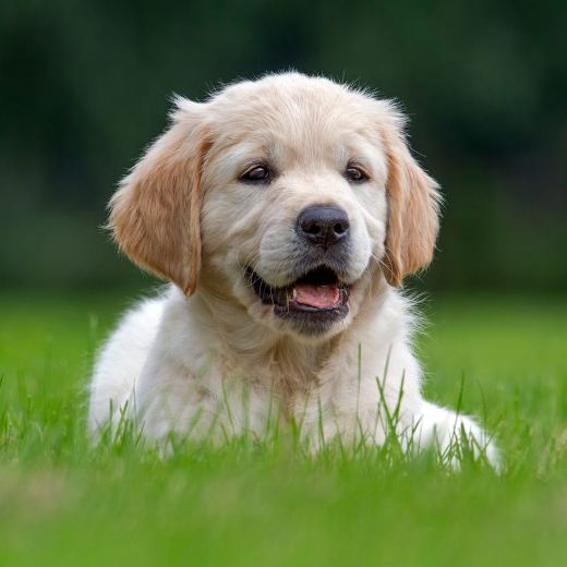 Việt Hào Lê - Viblo