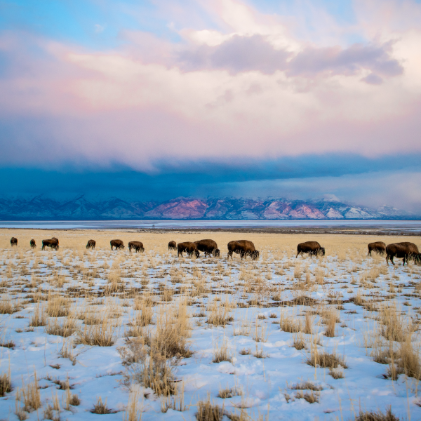 Nguyễn Ngọc Toàn - Viblo