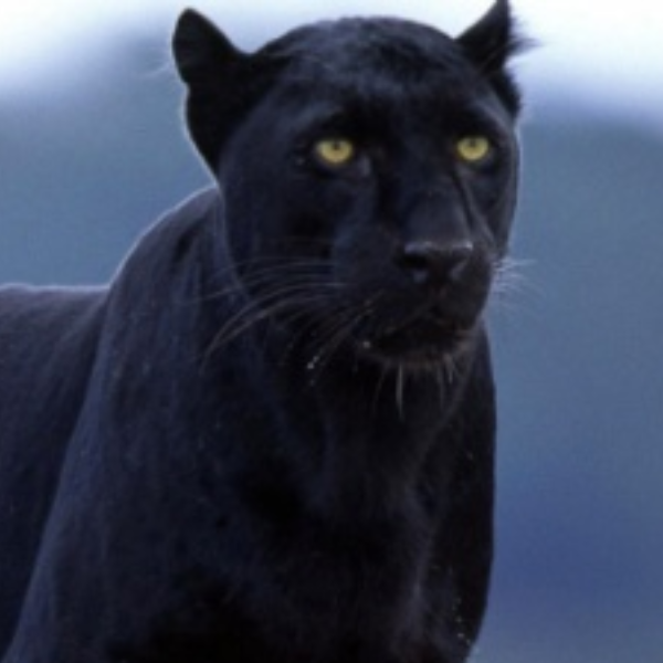 Tuyen Vu Van - Viblo